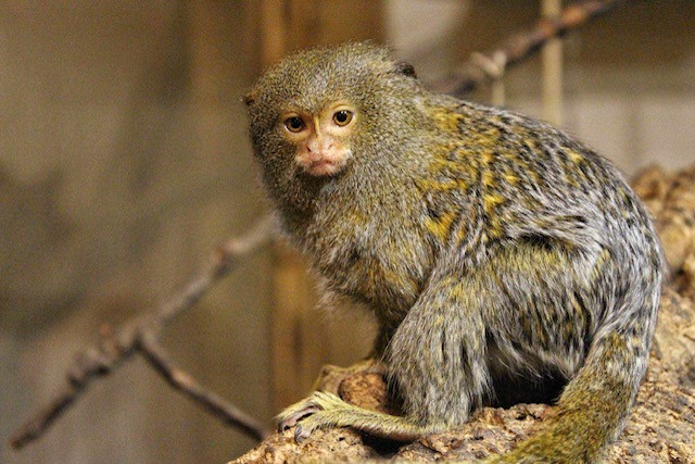 Kosman zakrslý :: statekumerlina